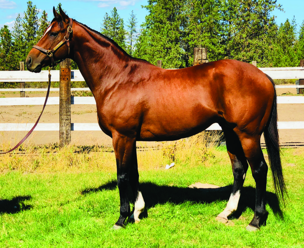 Dynamic Impact - Washington Thoroughbred Breeders & Owners Association